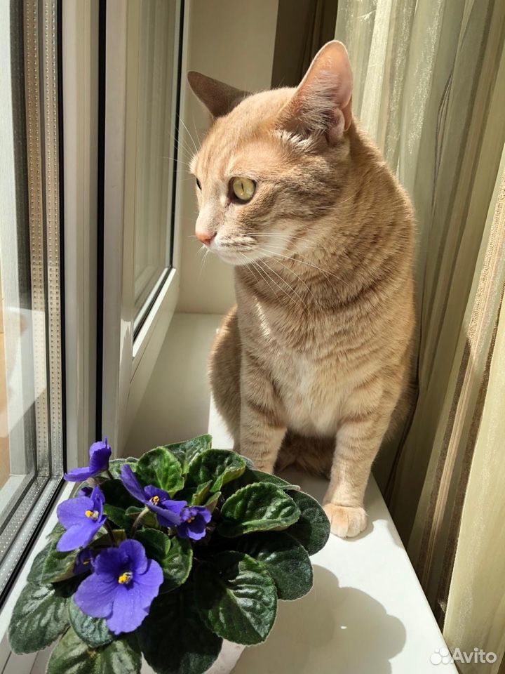Кот