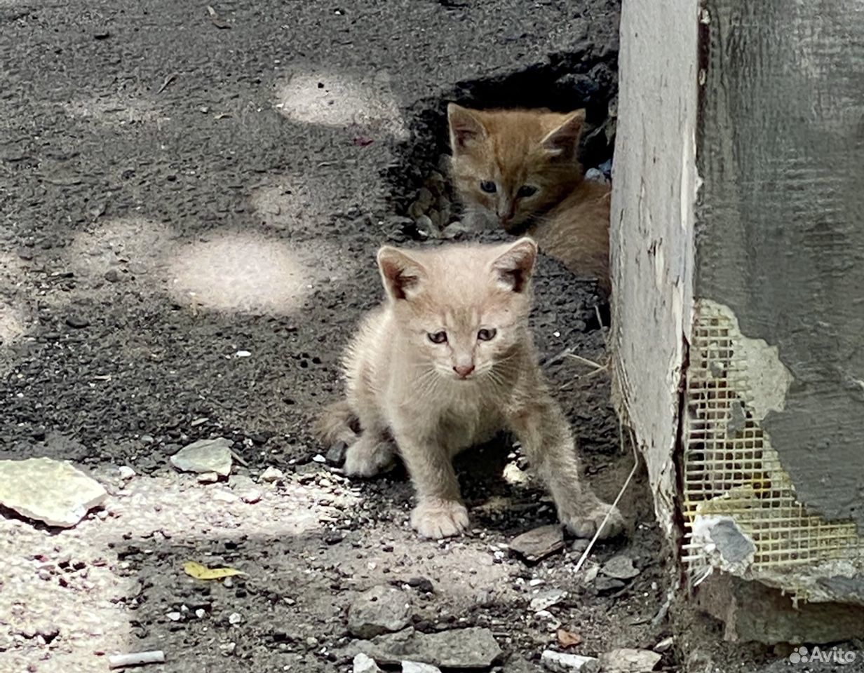 Рыженькие Котята ищут домик