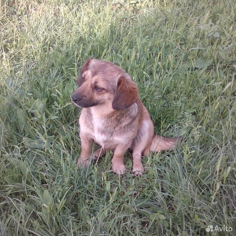 Рыжуля в добрые руки