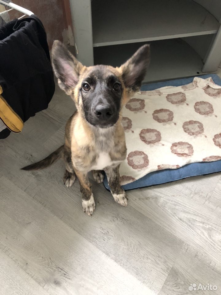 Щенок 3,5 месяца, метиска в добрые руки