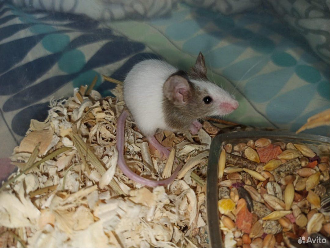 Мышь декоративная