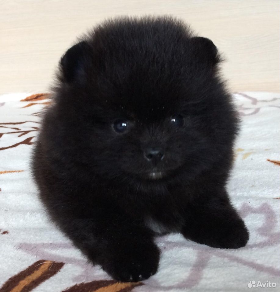 Уголёк мальчишка пом