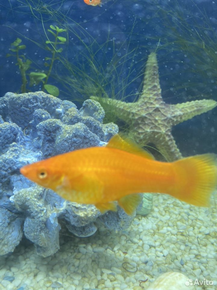 Рыба пицилия