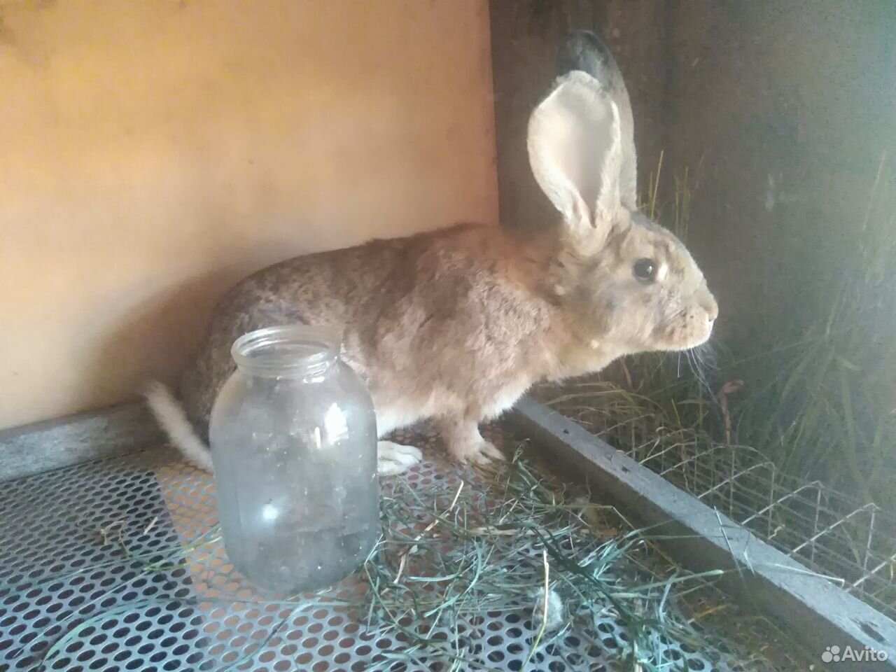 Кролики фландер