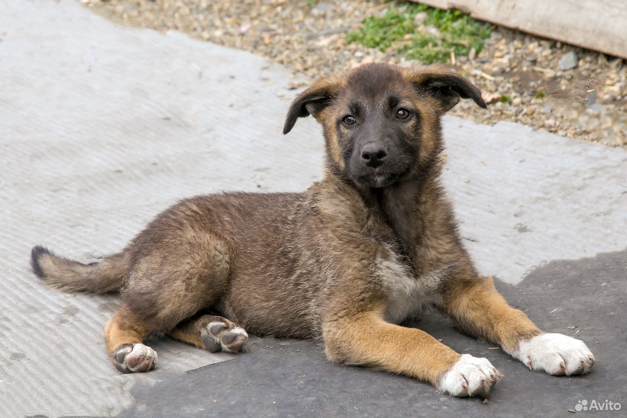 Щенок Тор 3 мес. Привит. Крупный. Привезем