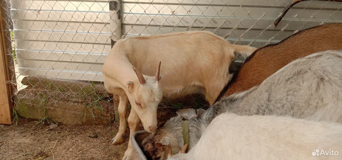 Две козочки нубо-заанка и нубо-ламанча