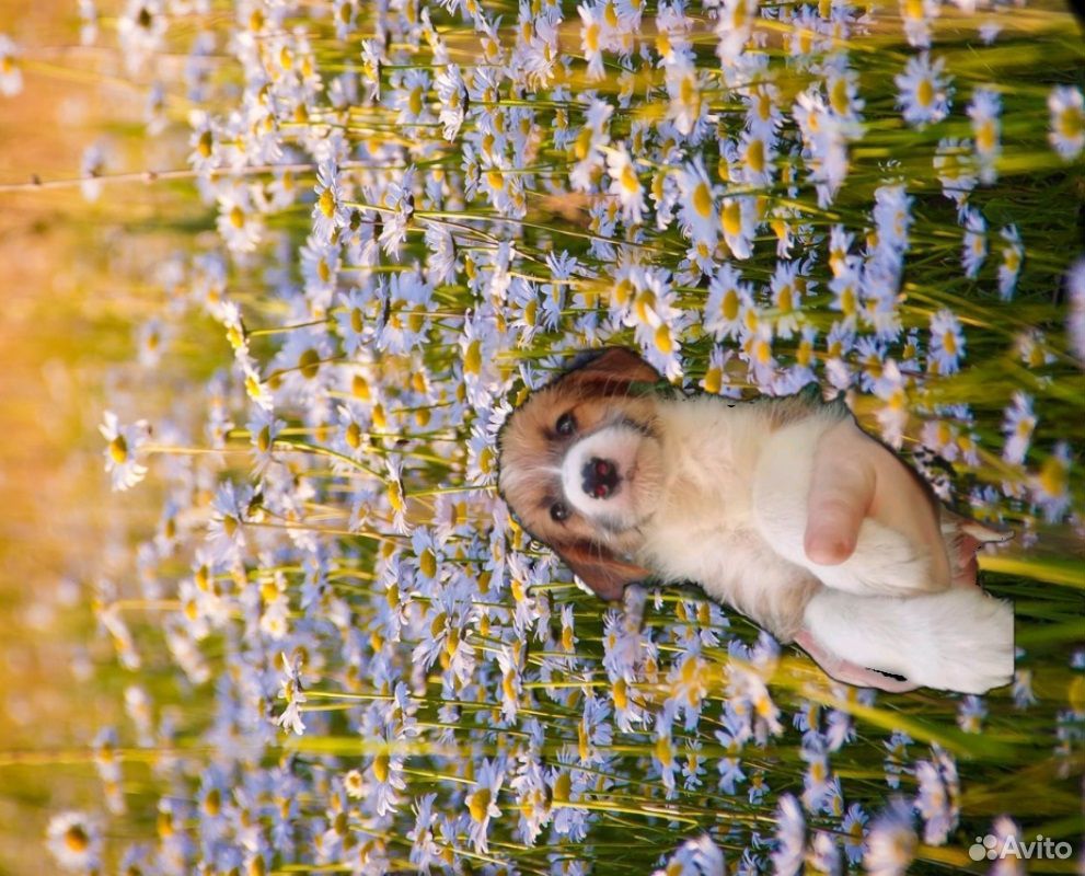 В очень добрые, любящие животных, руки Собачата