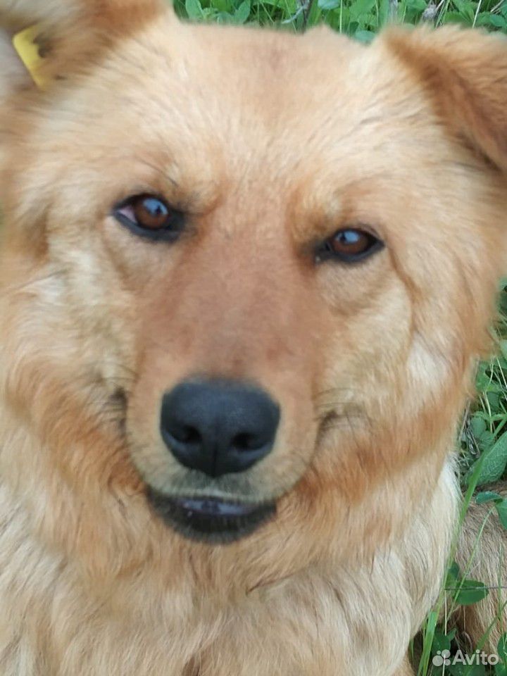 В добрые руки