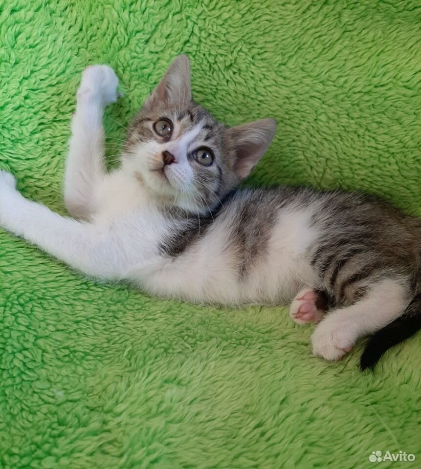 Мартин 1.5 мес