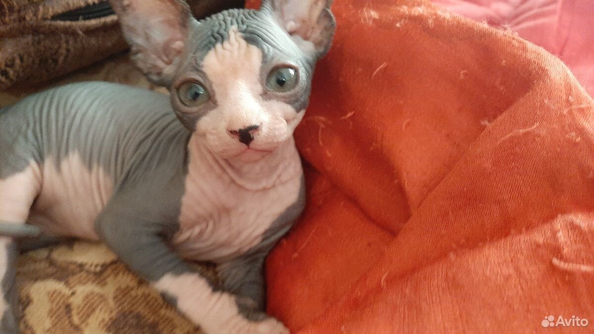 Канадский сфинкс