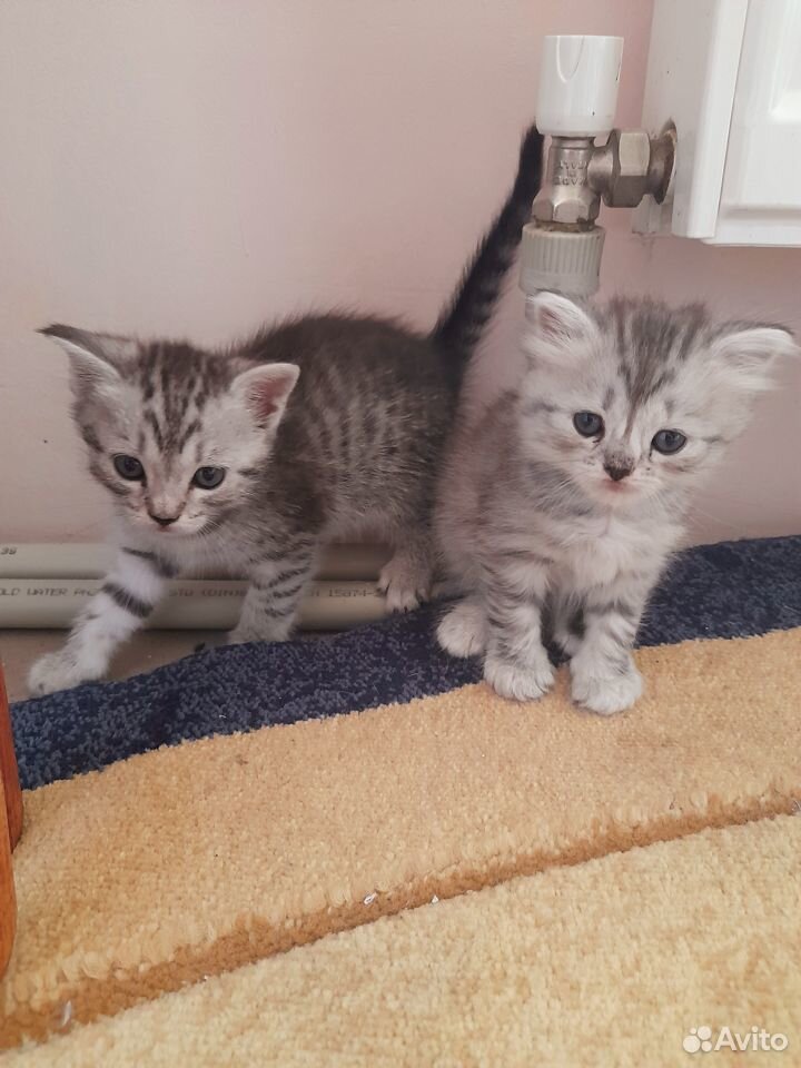 Котята от породистой кошки