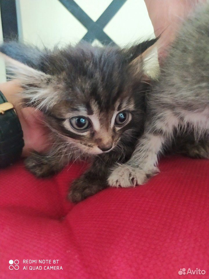 Котята
