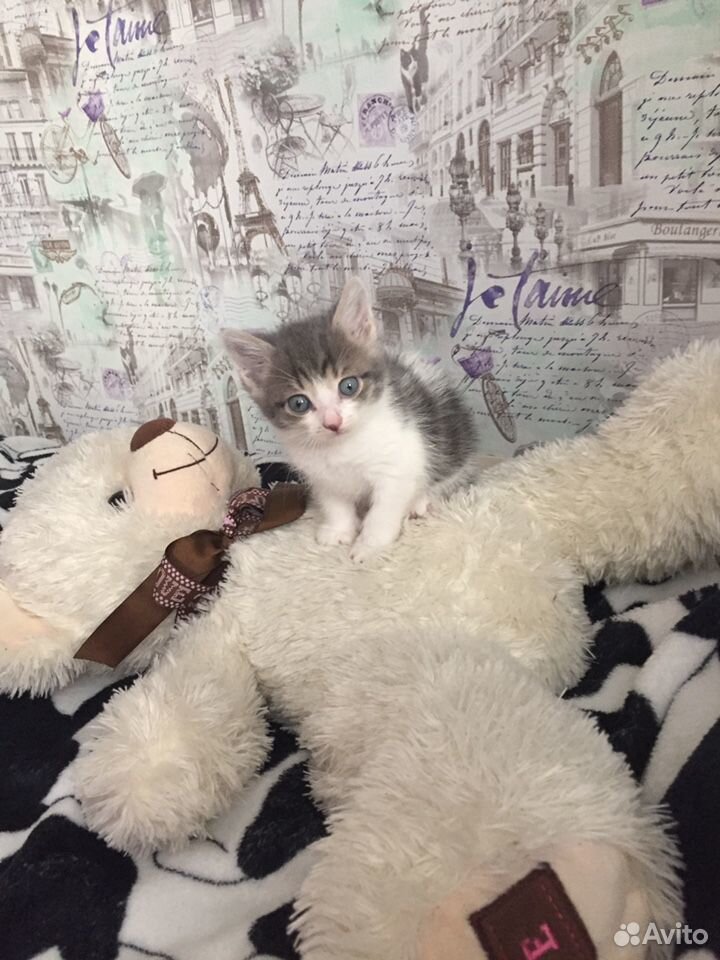 Кот
