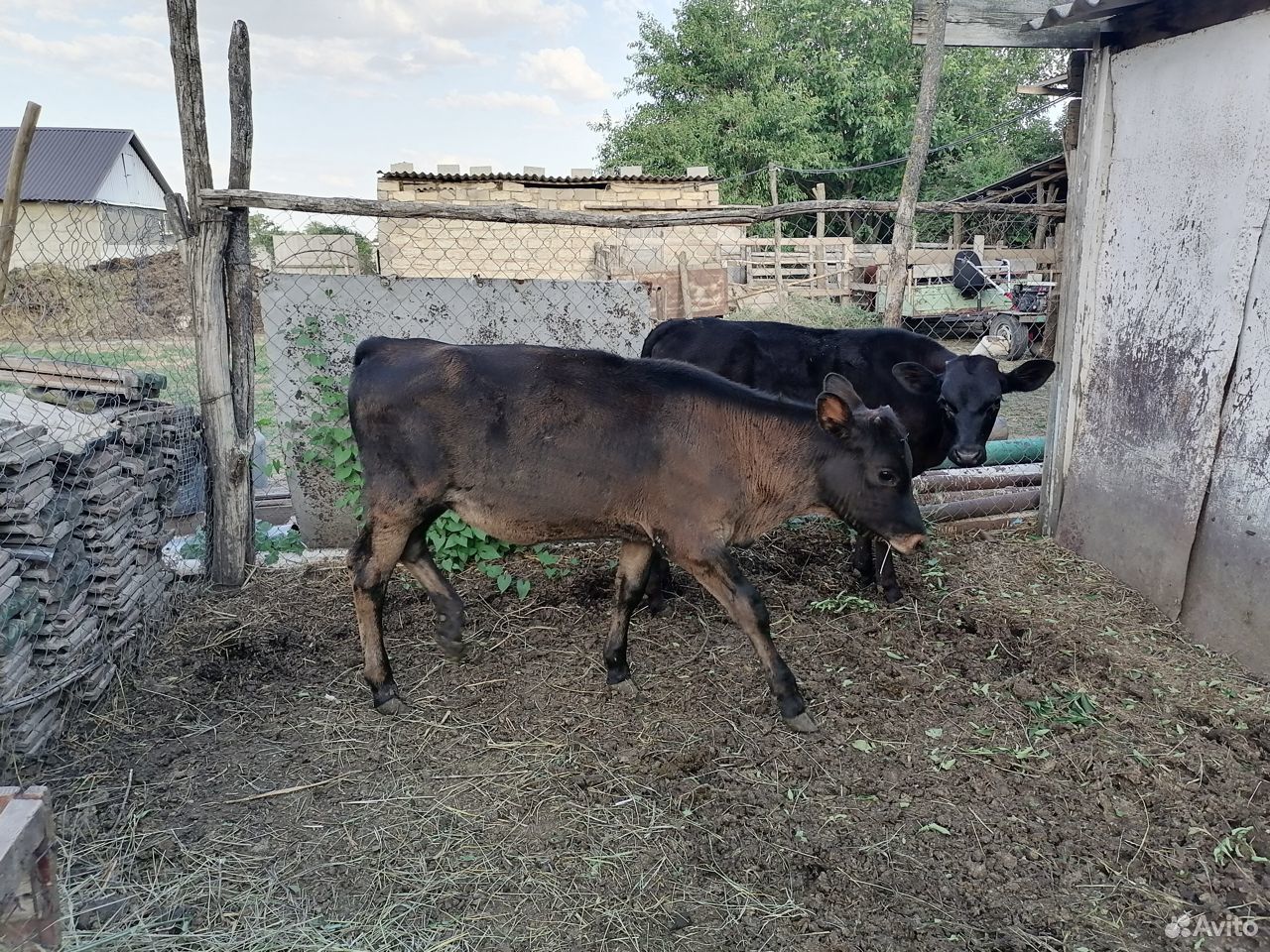 Бычок и телочка