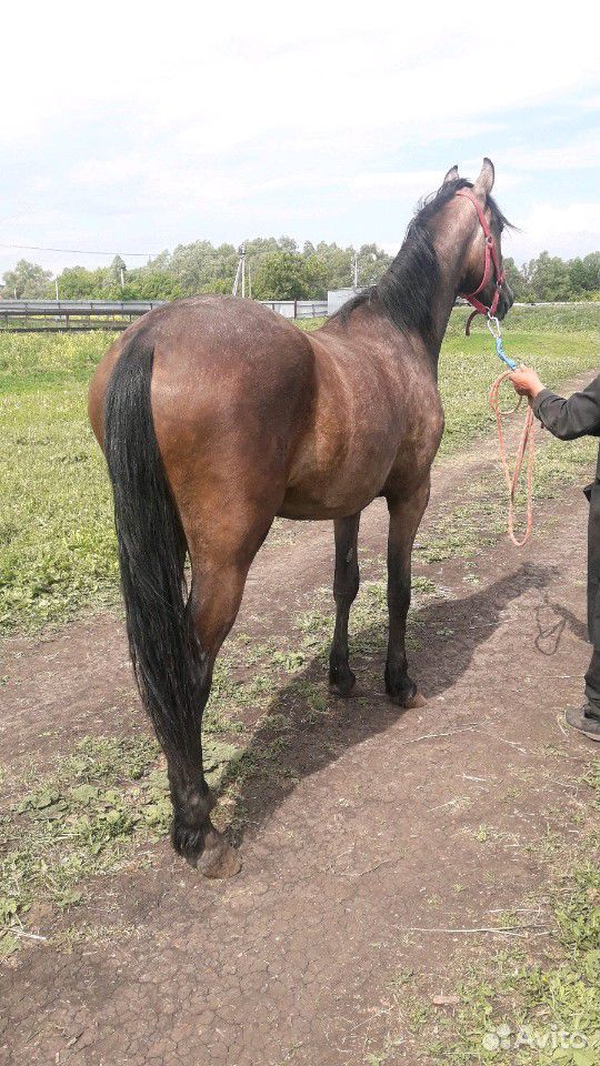 Орловская порода