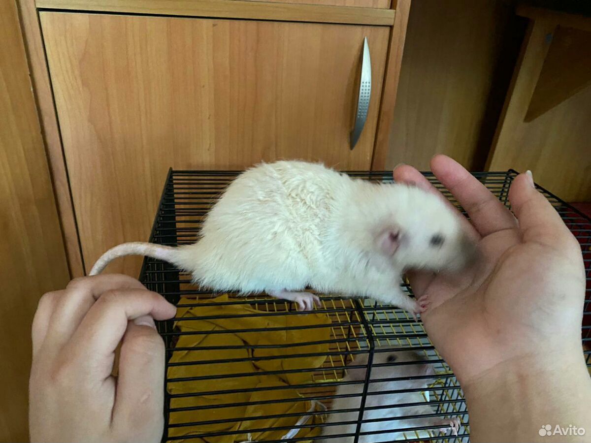 Крыски дамбо дабл рекс мальчики