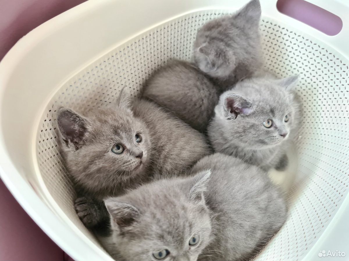 Британские котята