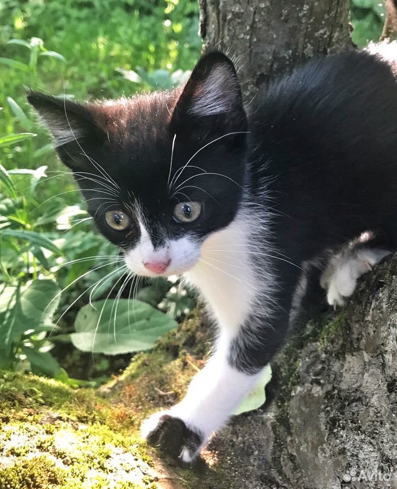 Котенок