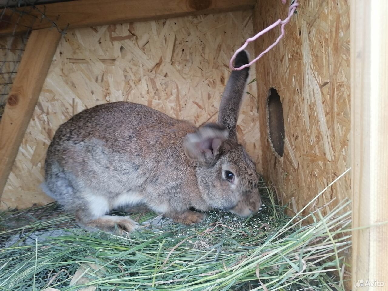 Крольчиха фландеры