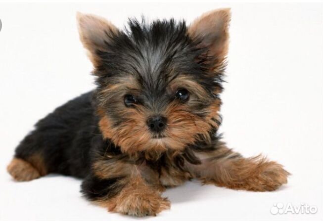 Возьму щенка йорка