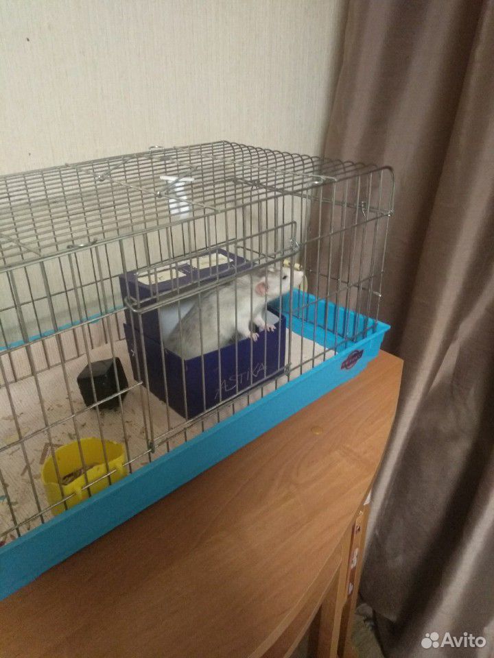 Крыс Дамбо с редким окрасом