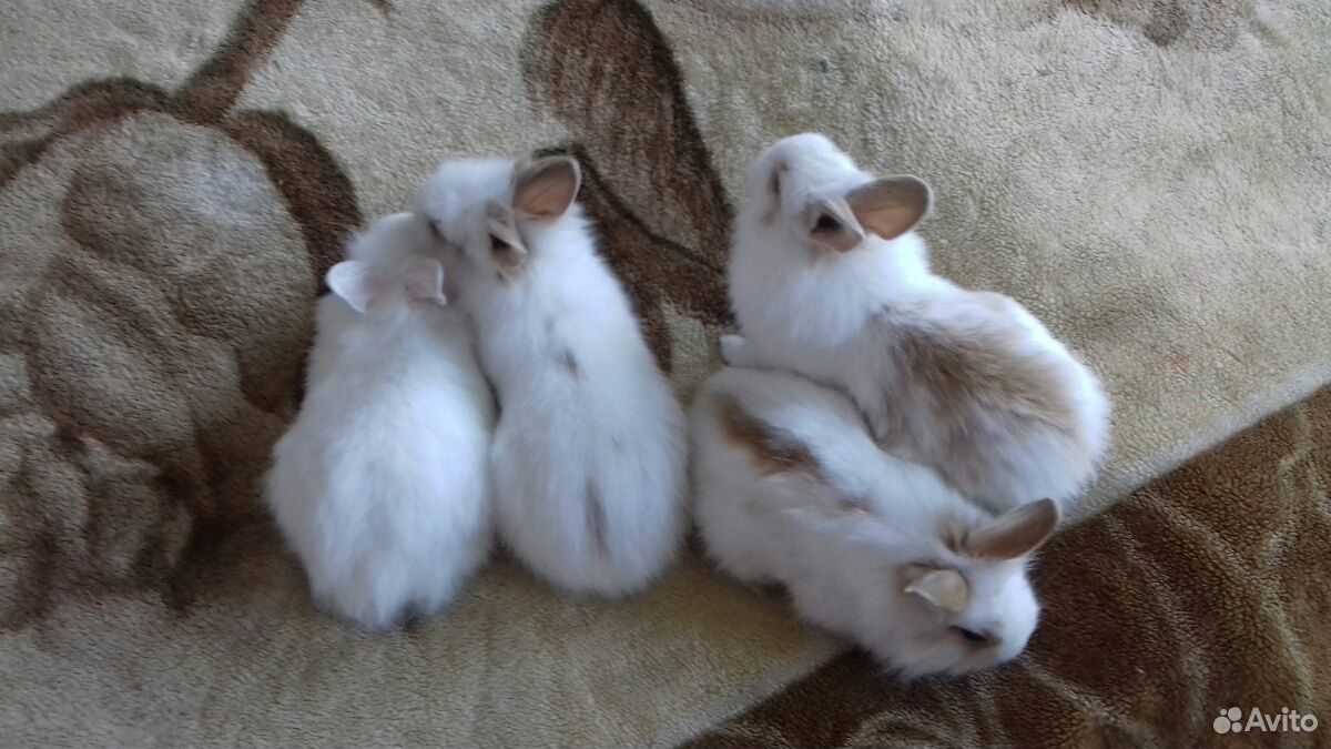 Крольчата декоративные продажа обмен