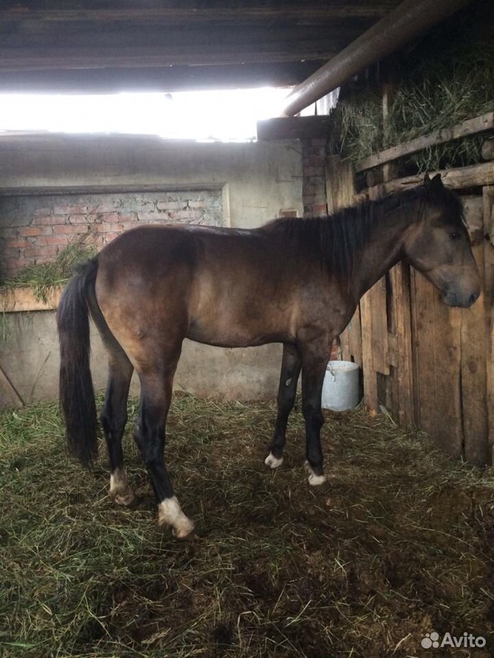 Кобылка 1г10мес