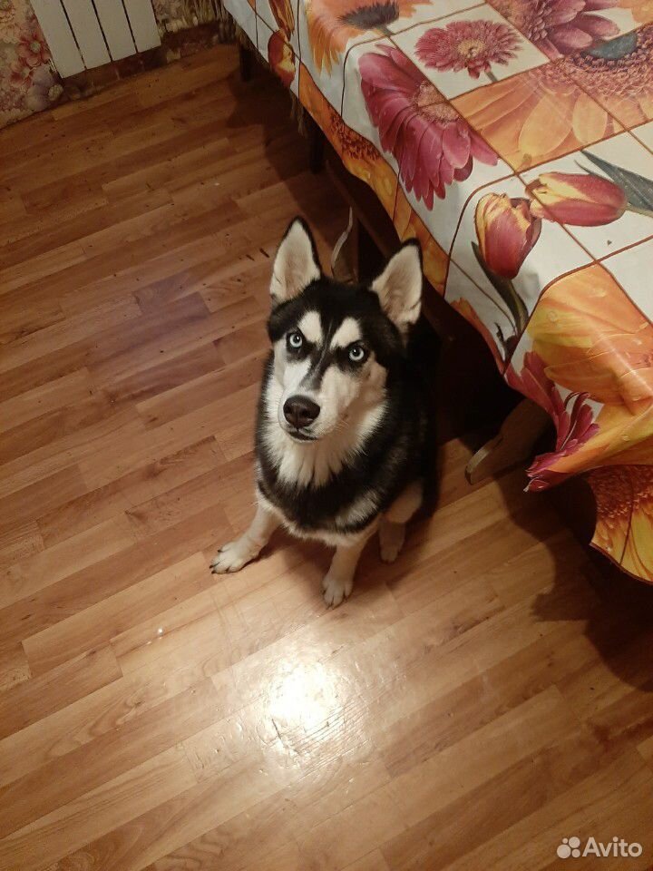 Сибирский хаски