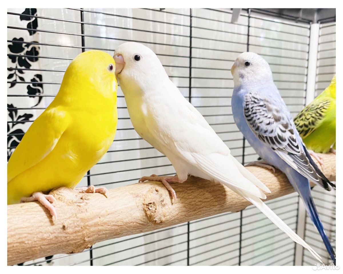 Волнистые попугайчики, птенцы