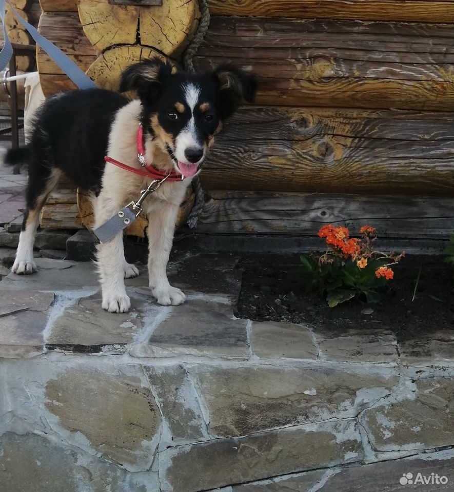 Ищет дом щенок не крупной собачки Малинка