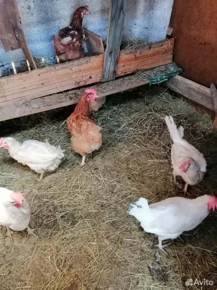 Курицы-несушки