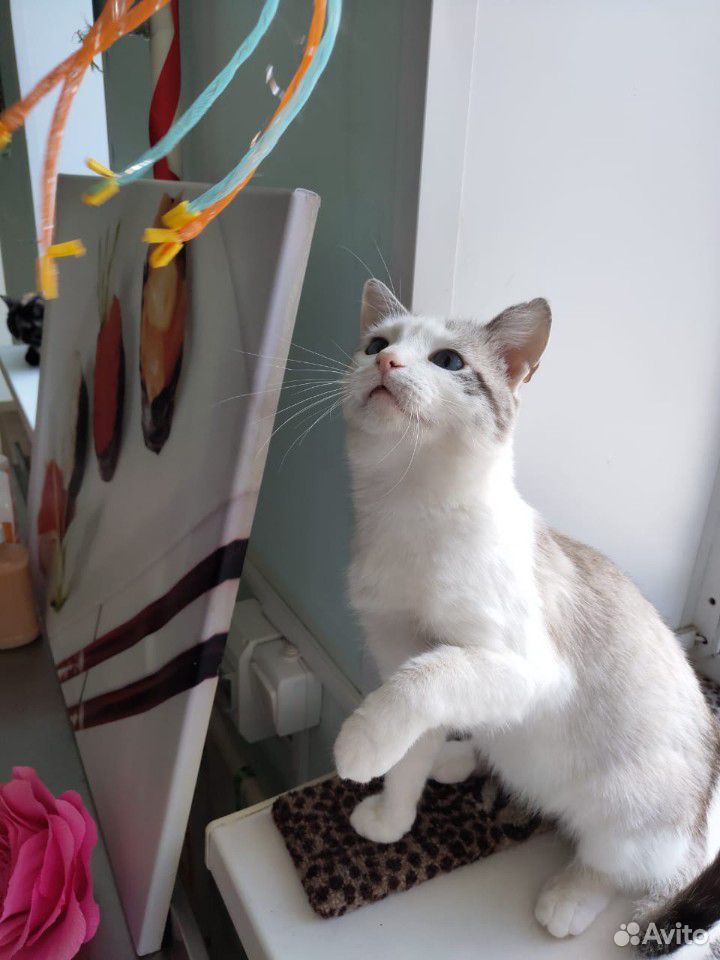 Тайский котик Сеня