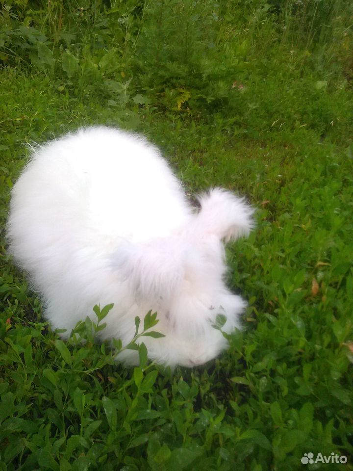 Продам кроликов немецкая ангорка