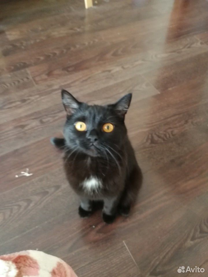 Отдается кошка в добрые руки