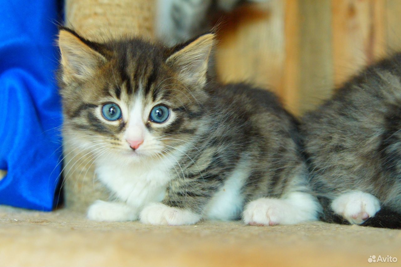 Котёнок Вита