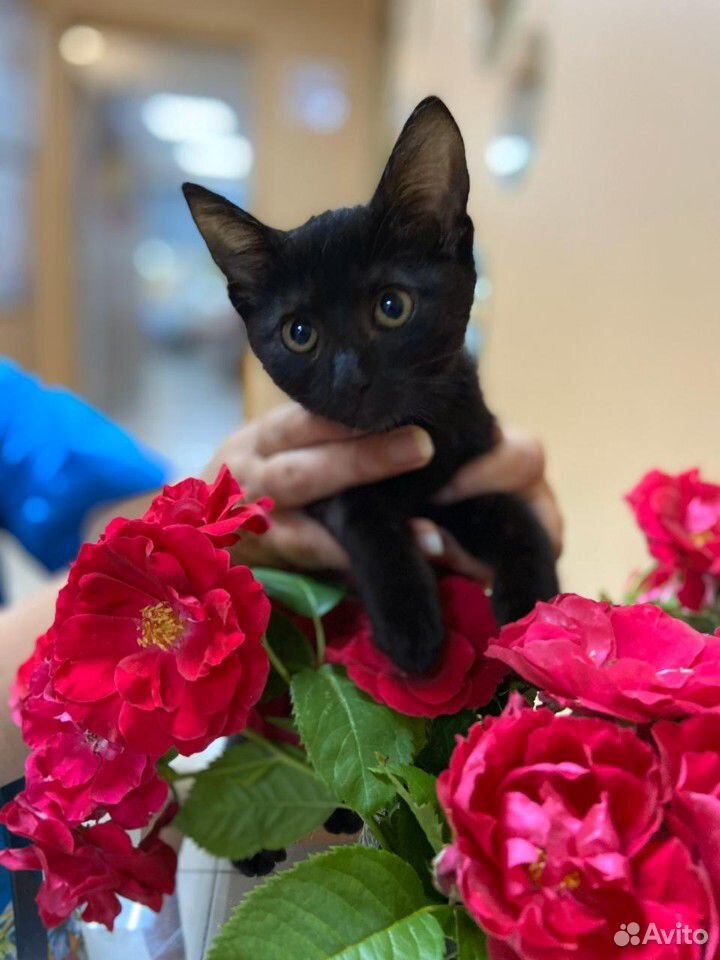 Черненькие котятки в дар 3 мес