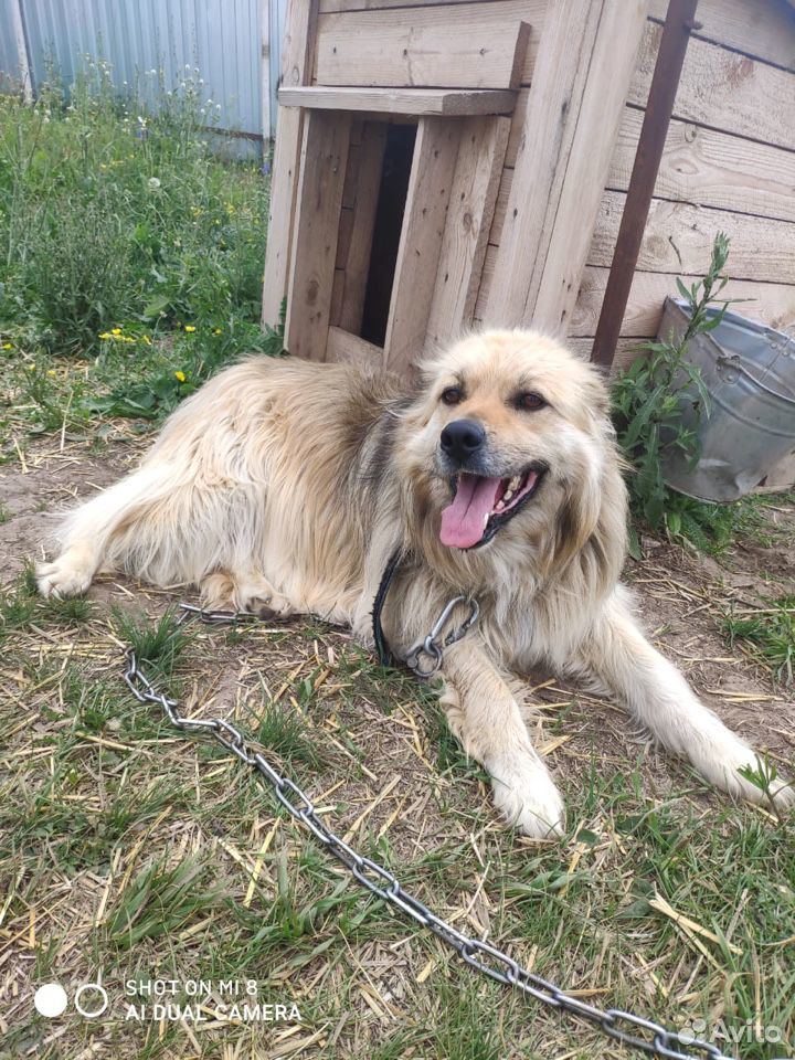 Собака ищет дом