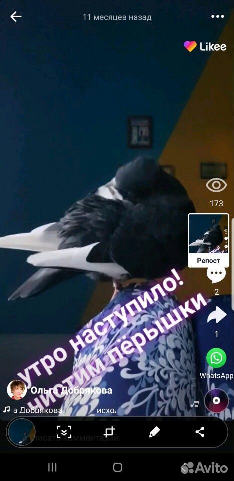 Голубь очень красивый с хохолком. самка