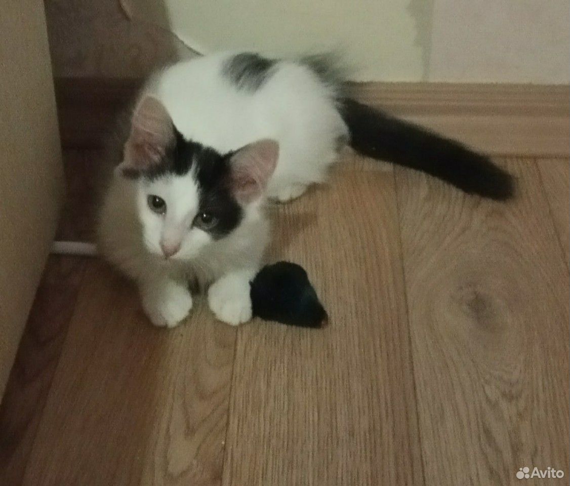 Котенок