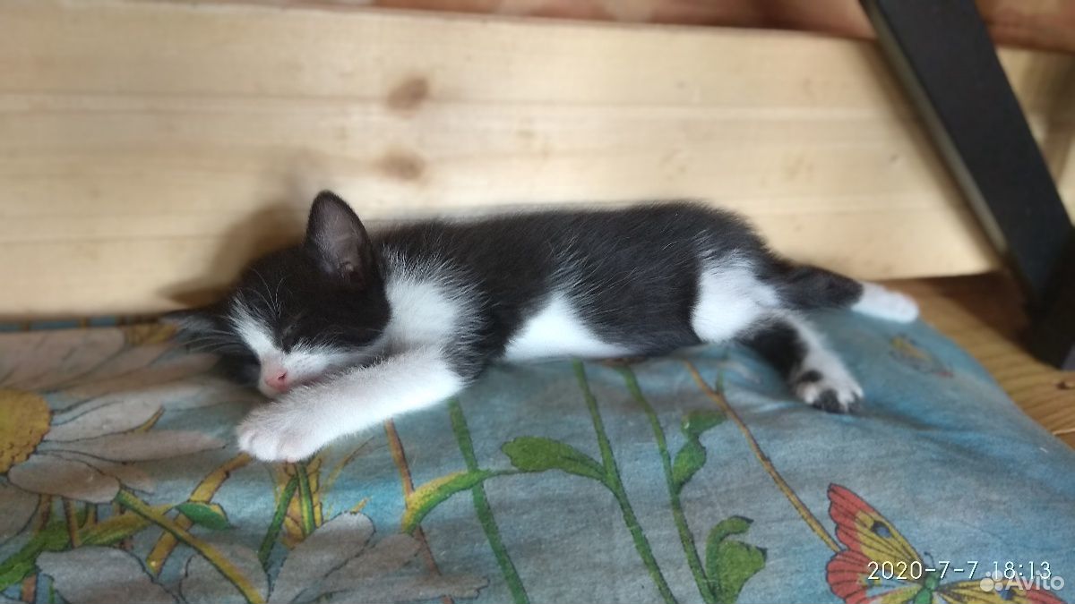 Котенок. Девочка. Отдам в добрые руки