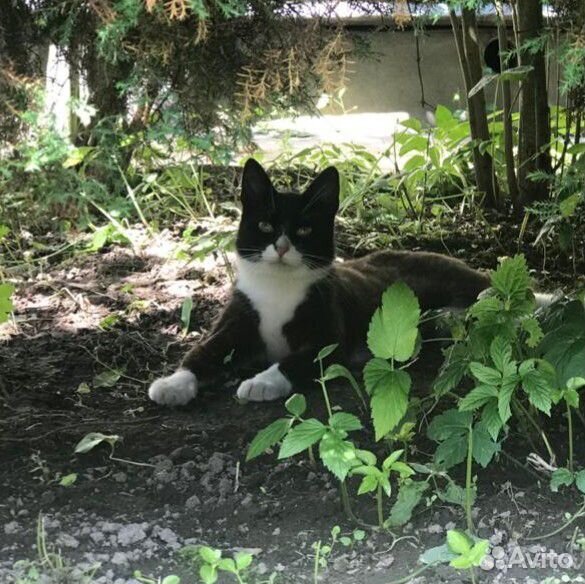 Кот-киногерой в добрые руки