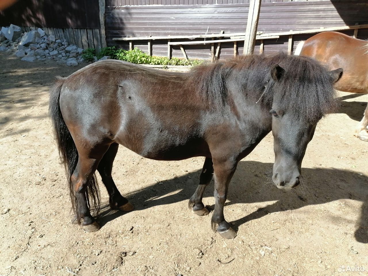 Пони шетлендская, вороная