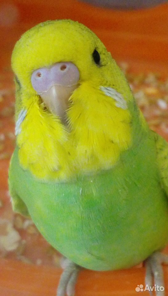 Зелёный птенчик, самечик