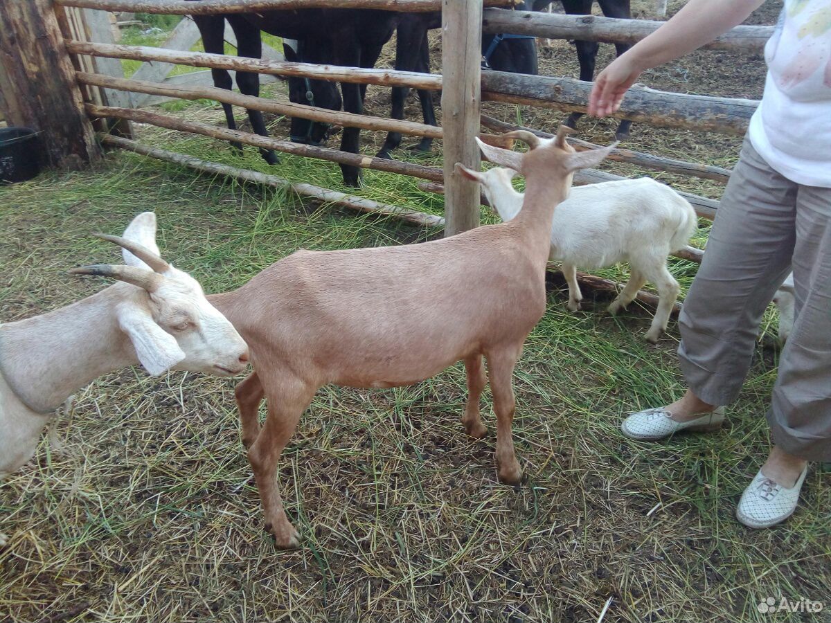 Коза нубийская