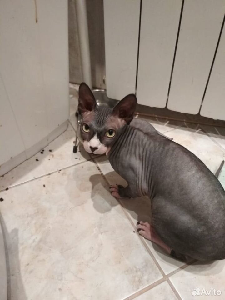 Канадский сфинкс