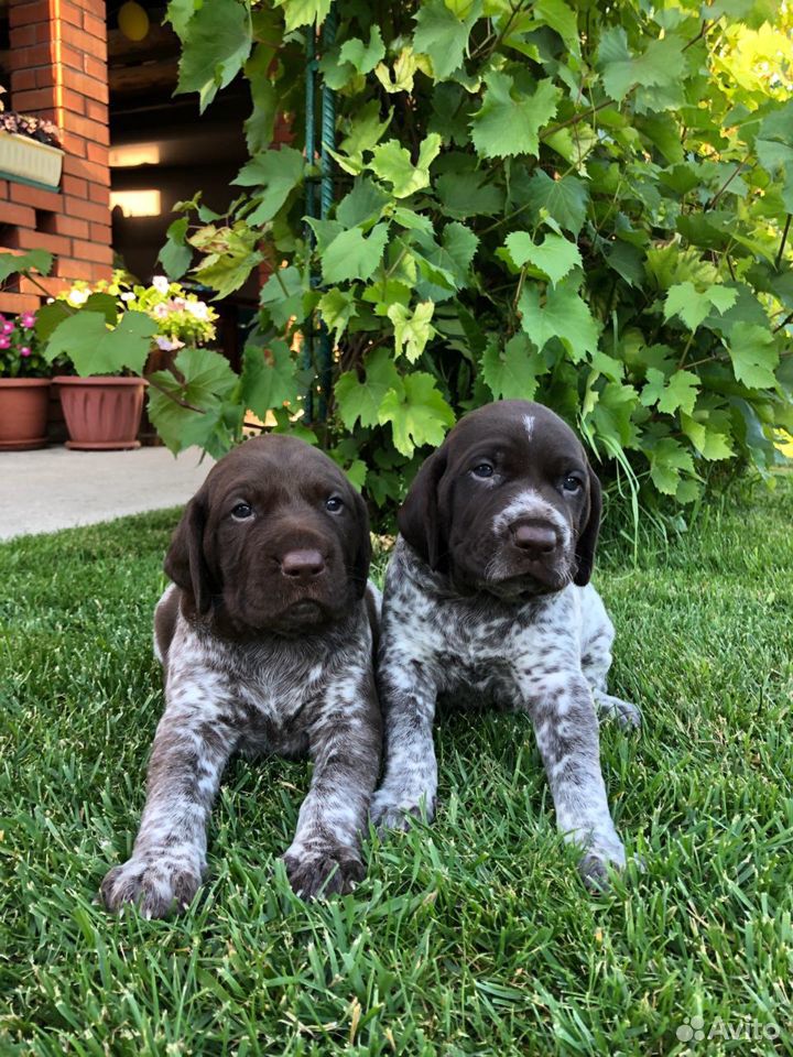 Щенки курцхаара