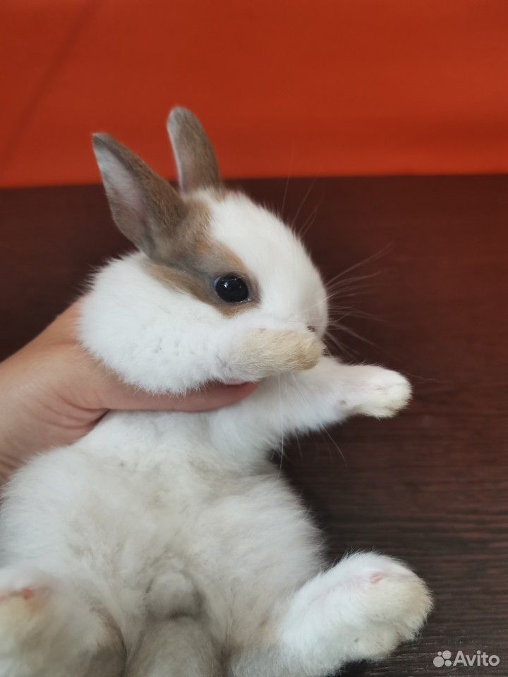 Крольчата карликовые