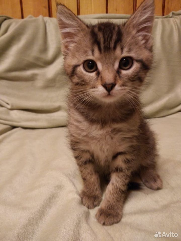 Котёнок Тема 2,5 мес ищет дом