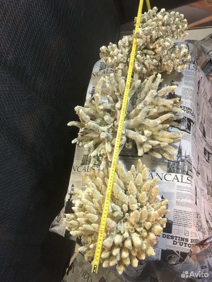 Коралл большой