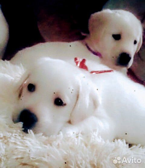 Раннее бронирование щенков лаб-ра